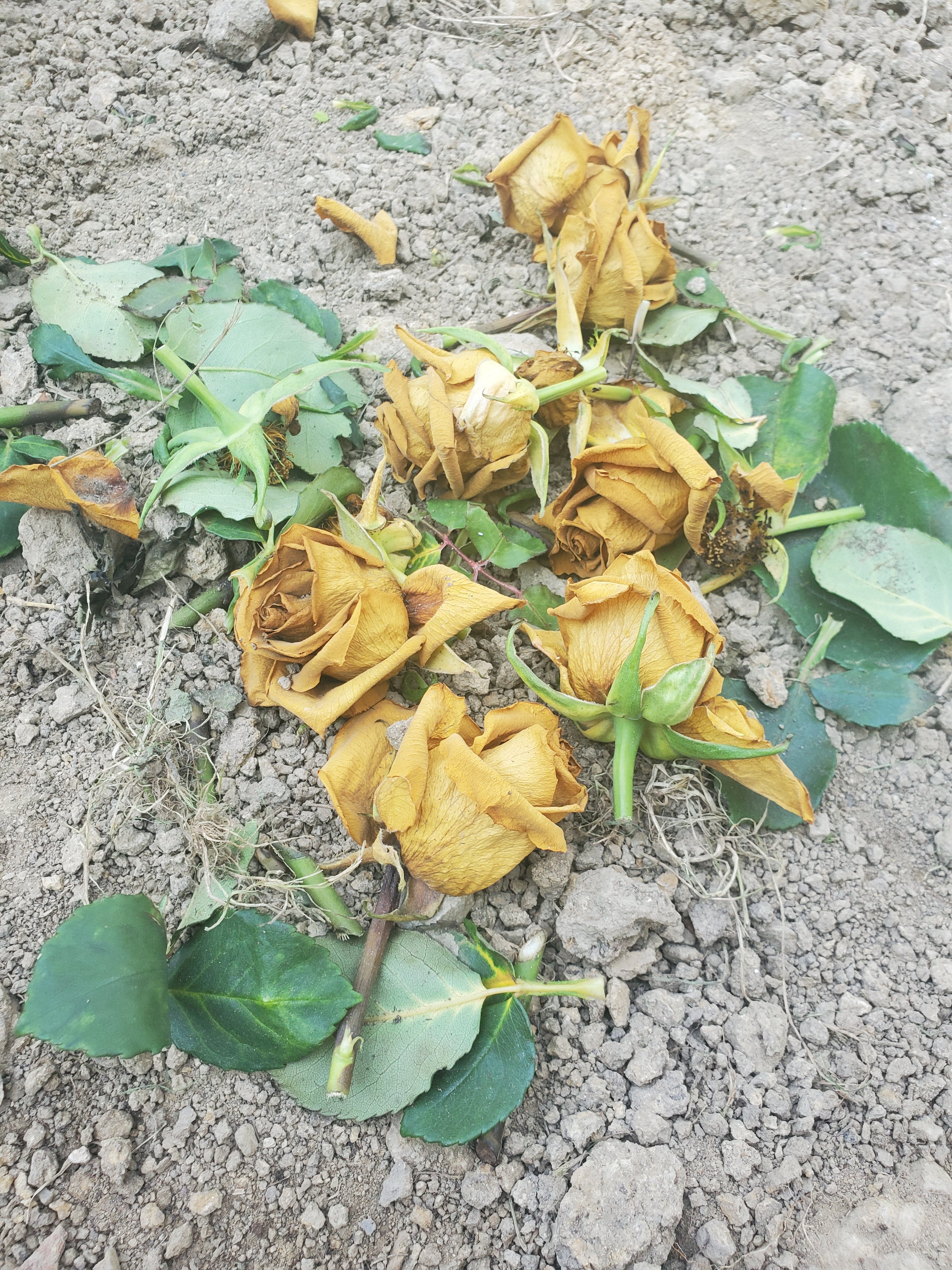 Re-Rooting Cut Roses – Honey Bell Farm