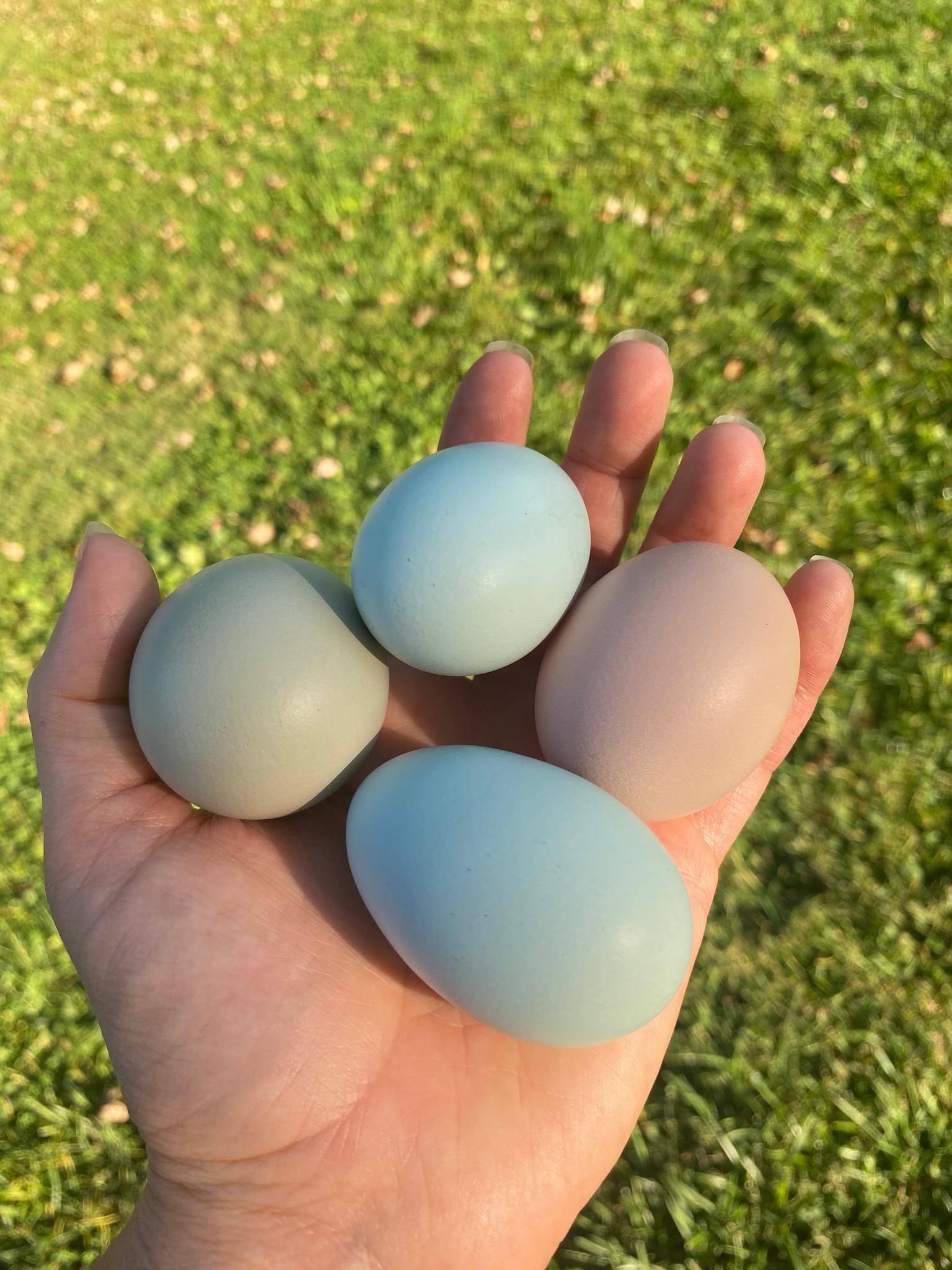 EGGS – Honey Bell Farm